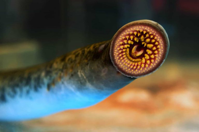 Curiosidades sobre o Candiru: Peixe-vampiro da Amazônia