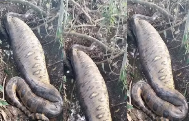 Vídeo mostra sucuri gigante digerindo capivara no Pantanal; assista