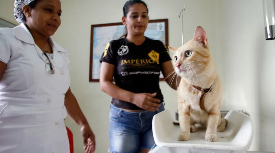 CCZ Manaus abre novos agendamentos para castração de cães e gatos nesta ...