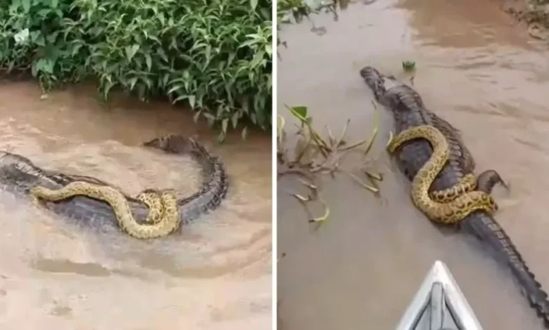Veja vídeo: Sucuri "pega carona" nas costas de jacaré e cena inusitada ...