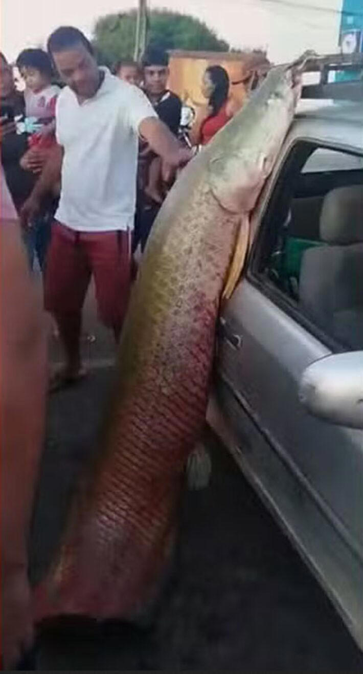 Peixe gigante da Amazônia com mais de 2 metros é pescado na Bahia