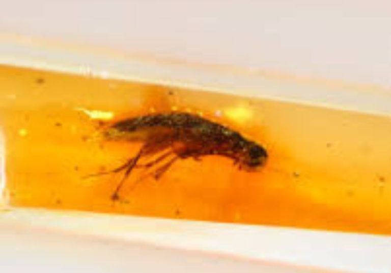Primeiros fósseis de insetos preservados em âmbar da América do Sul são ...