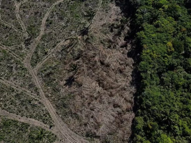 Amazonas é o segundo estado com maior exploração madeireira na Amazônia ...