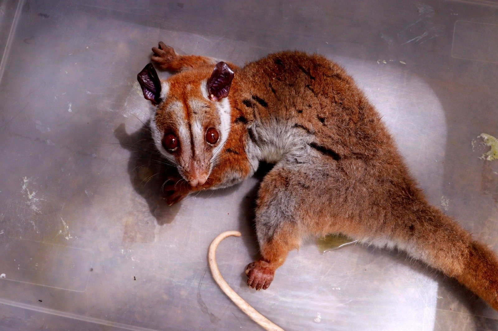 Animal raro, cuíca-lanosa é encontrada debilitada em Manaus