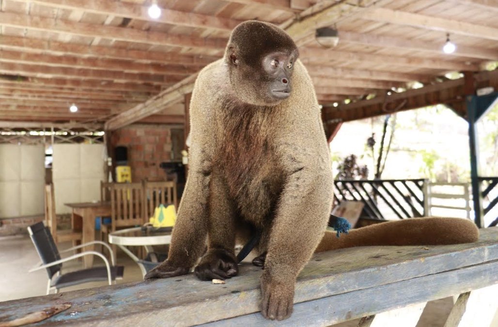 Macaca ameaçada de extinção é resgatada após viver com humanos em Manaus